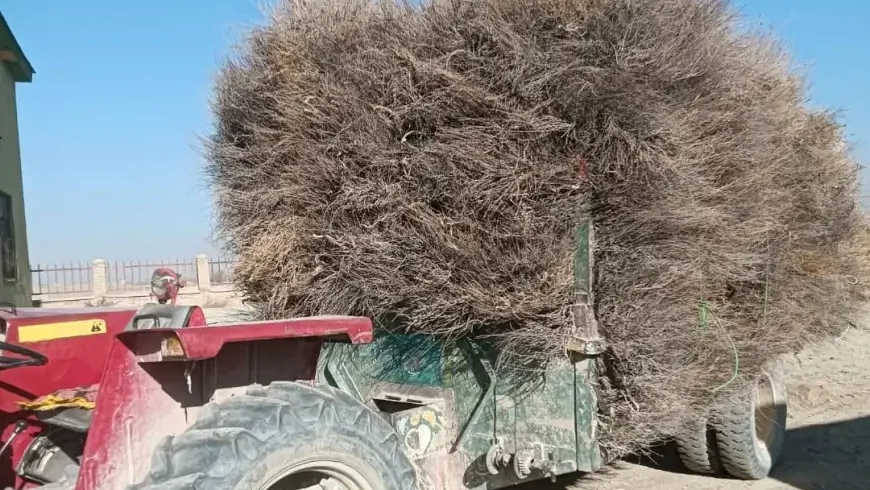 Five Arrested for Illegal Timber Smuggling in Paktika Province ...