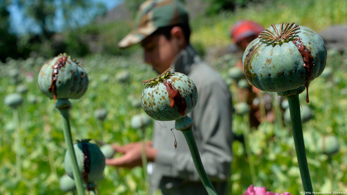 UN Report Highlights Economic Impact of Opium Cultivation Ban in ...