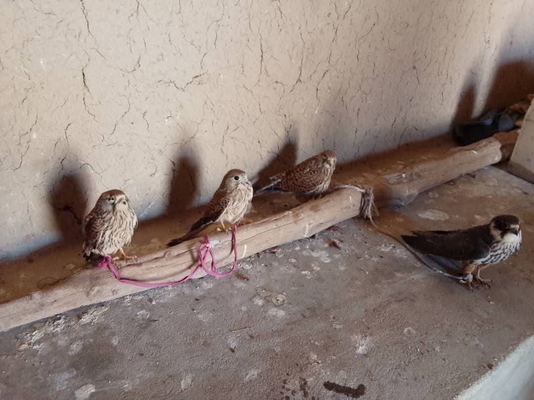 Six Detained for Illegal Bird Hunting in Ghazni, Taliban Officials Say ...
