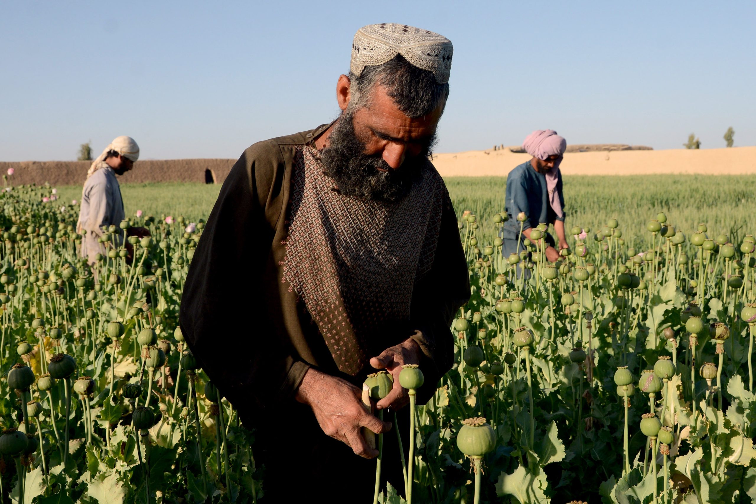 UNODC Reports Economic Hardship Following Taliban’s Opium Cultivation ...